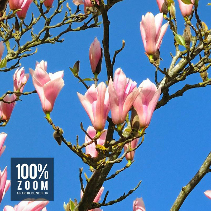 پوستر دیواری با عکس شاخه درخت با شکوفه های بهاری صورتی و نمای آسمان آبی